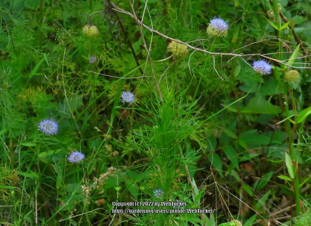 Photo of the entire plant of Sheep's Bit (Jasione montana) posted by ...
