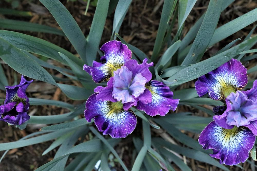 Photo of the bloom of Siberian Iris (Iris 'How Audacious') posted by ...