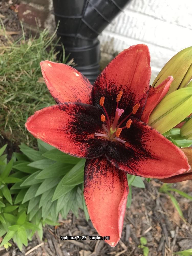Photo of the bloom of Lily (Lilium Lily Looks™ Tiny Shadow) posted by sedumzz - Garden.org