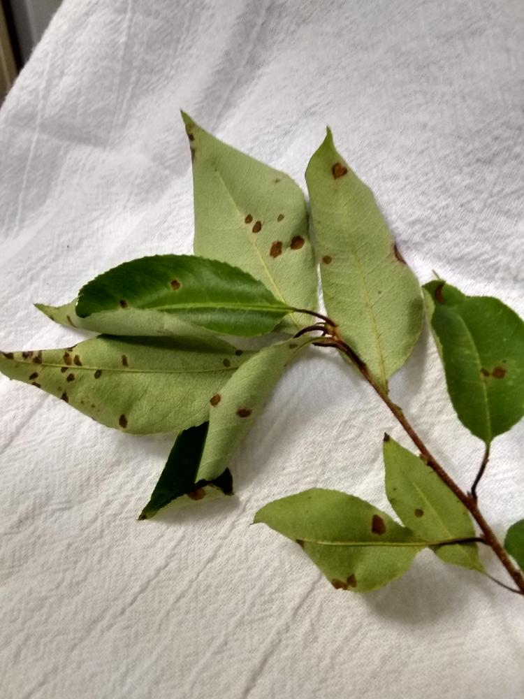 Sick cherry tree in the Ask a Question forum - Garden.org