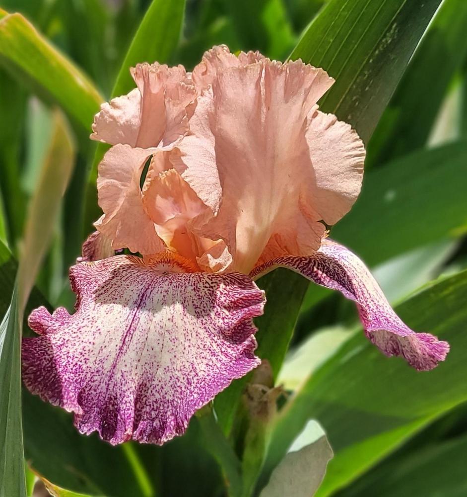Photo of the bloom of Tall Bearded Iris (Iris 'Secret Melody') posted ...