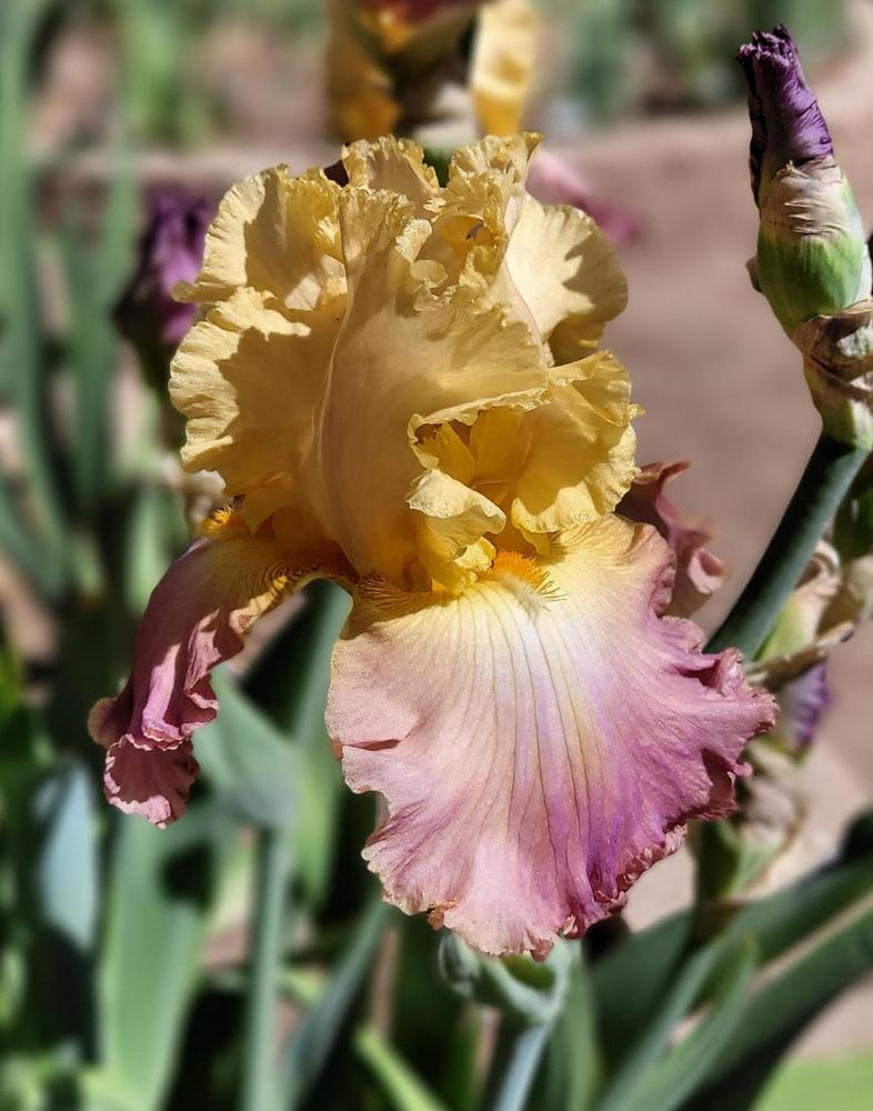Photo of the bloom of Tall Bearded Iris (Iris 'Solomon's Treasure') posted by Bitoftrouble ...