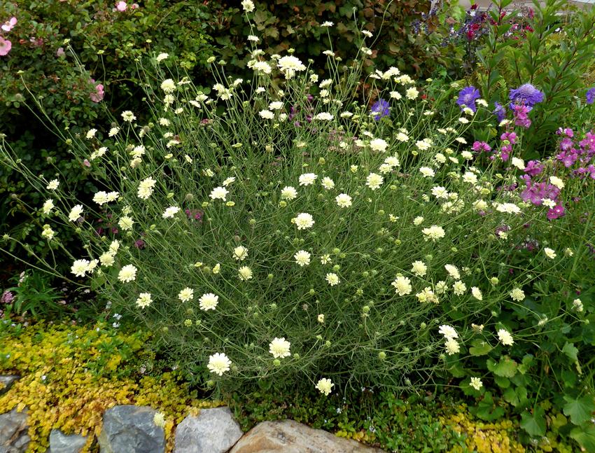 Photo of the entire plant of Yellow Scabiosa (Scabiosa ochroleuca ...