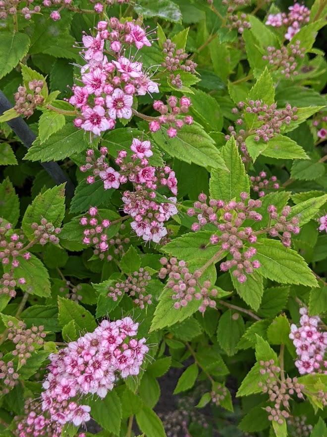 Photo of the bloom of Japanese Spirea (Spiraea japonica 'Little ...