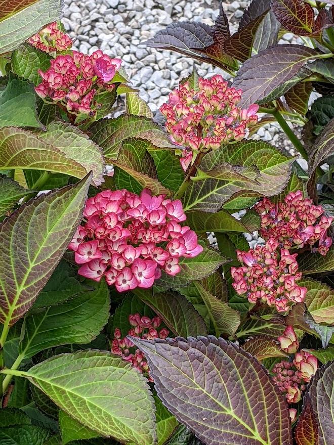 Photo of the entire plant of Hydrangea (Hydrangea macrophylla Tuxedo ...