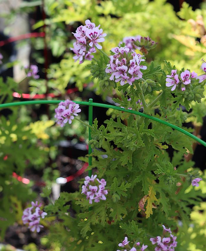 Photo of the entire plant of Scented Geranium (Pelargonium graveolens ...