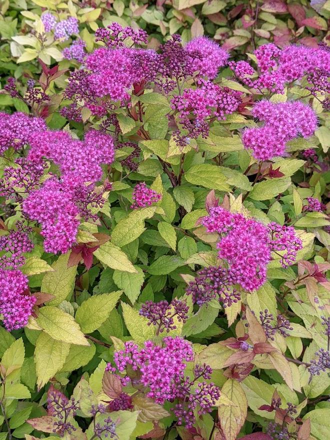 Japanese Spirea (Spiraea x bumalda 'Firelight') in the Spiraeas ...