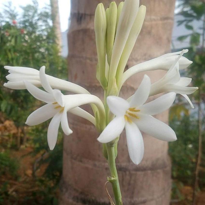 Photo of the bloom of Tuberose (Agave amica) posted by Joy - Garden.org