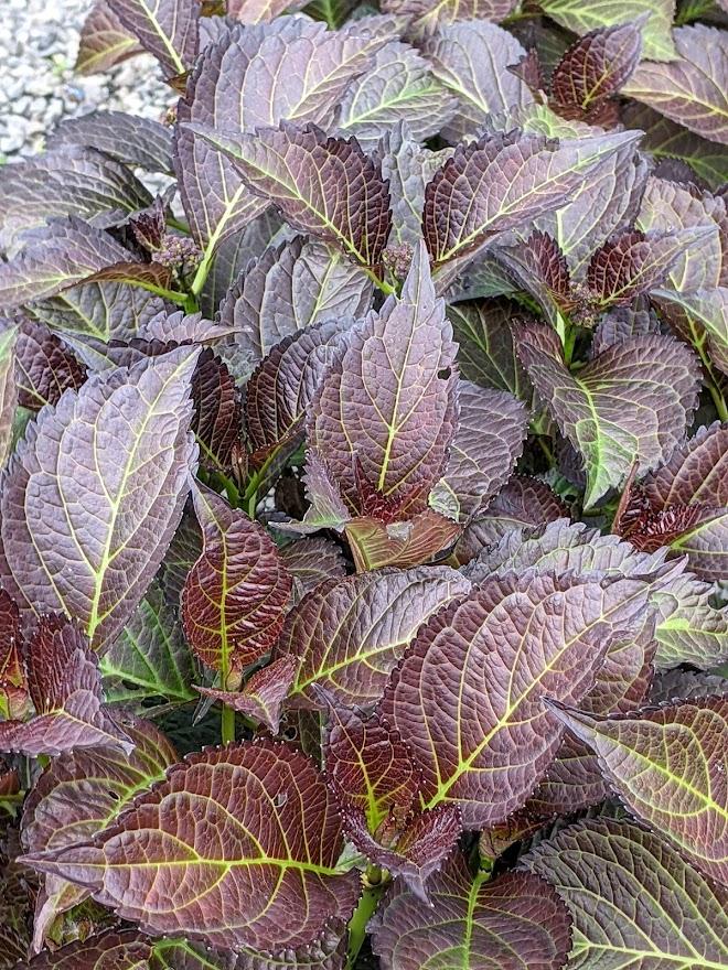 Photo of the leaves of Hydrangea (Hydrangea macrophylla Tuxedo® Pink ...