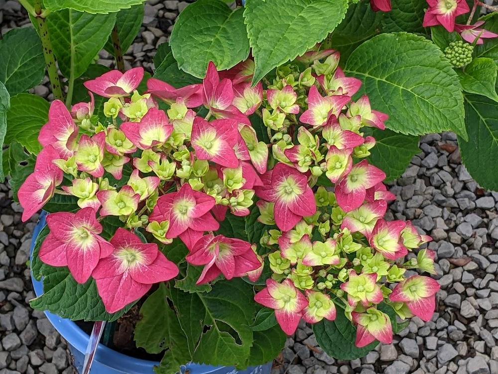 Photo of the bloom of Bigleaf Hydrangea (Hydrangea macrophylla Endless ...