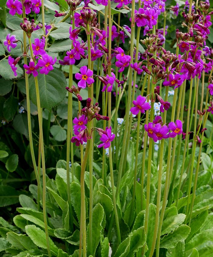 Photo of the entire plant of Candelabra Primrose (Primula poissonii ...