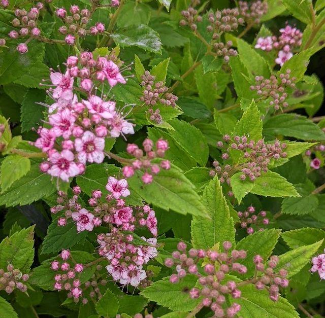 Photo of the bloom of Japanese Spirea (Spiraea japonica 'Little ...