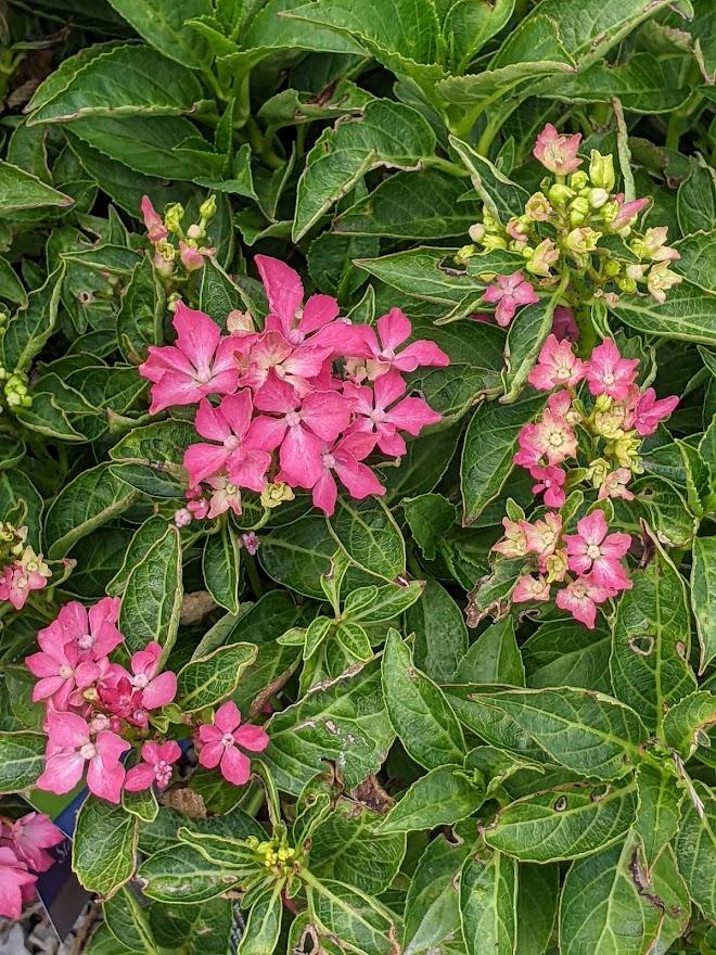 Photo of the entire plant of Mophead Hydrangea (Hydrangea macrophylla Pink Elf®) posted by Joy ...