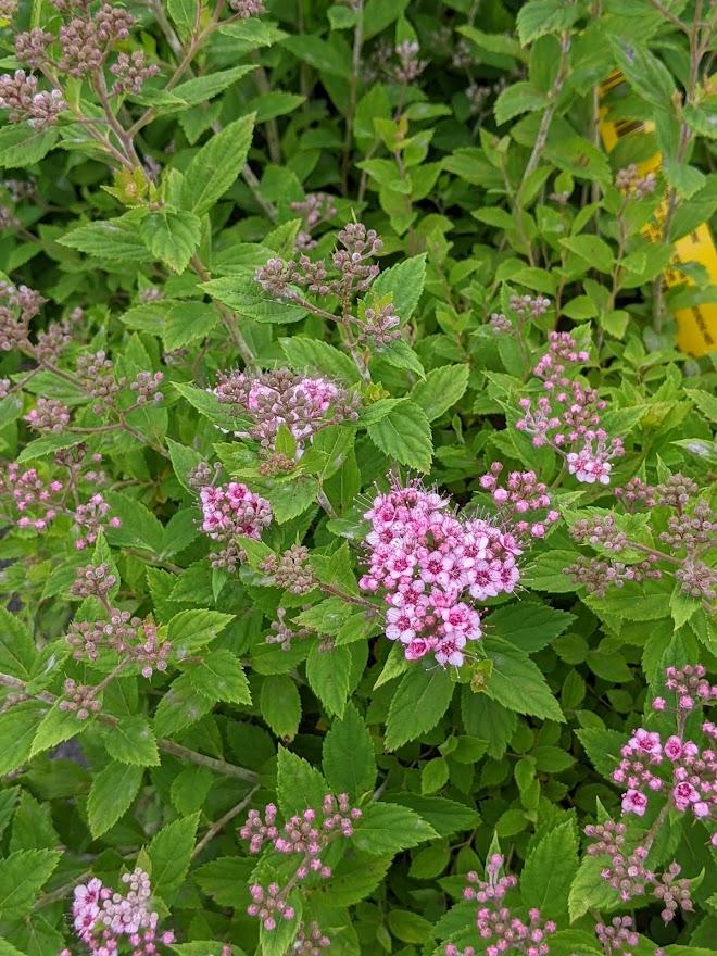 Photo of the entire plant of Japanese Spirea (Spiraea japonica 'Little ...