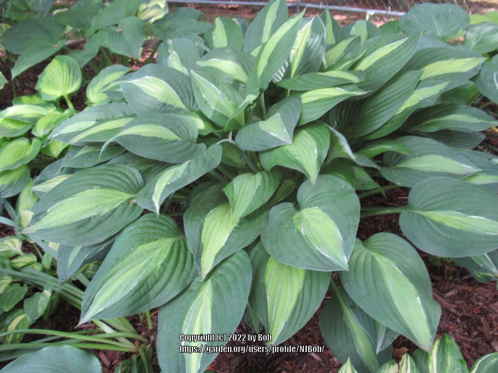 Hosta 'Striptease' in the Hostas Database - Garden.org