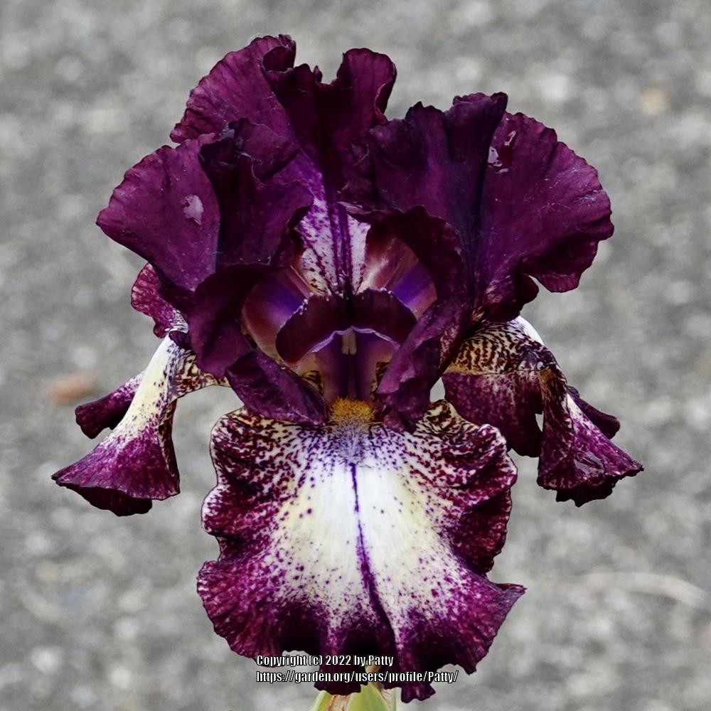 Photo of the bloom of Tall Bearded Iris (Iris 'Vista Point') posted by ...