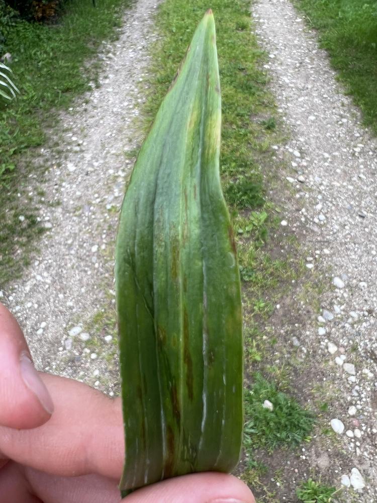 Lily mottle virus? in the Lilies forum - Garden.org