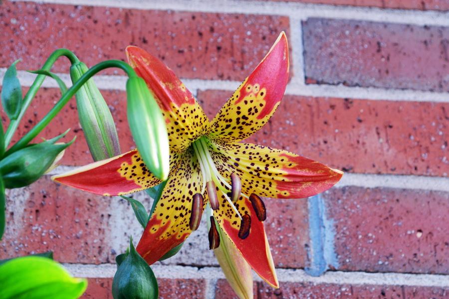 Photo of the bloom of Lily (Lilium 'Fusion') posted by jathton - Garden.org
