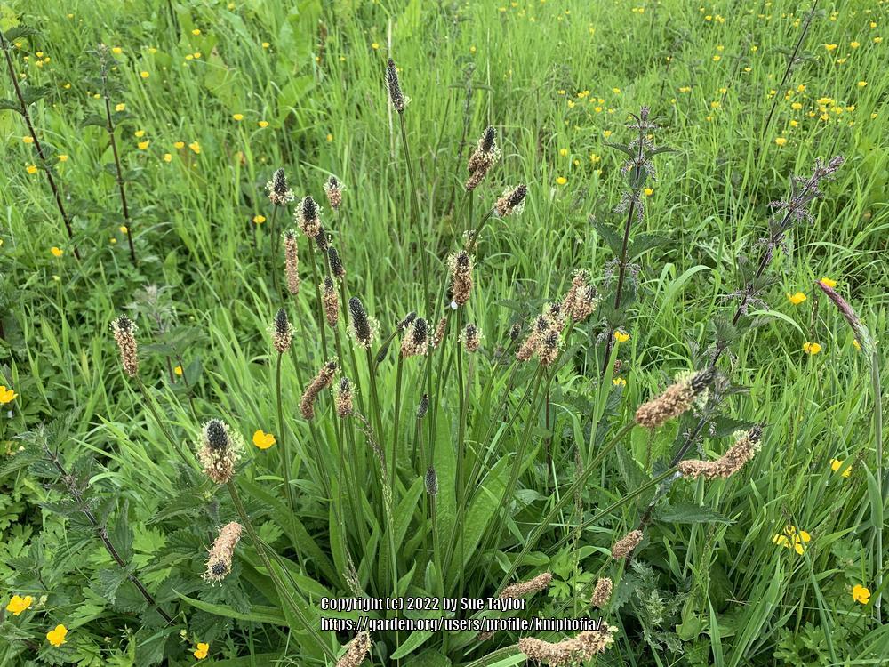 Photo of the entire plant of English Plantain (Plantago lanceolata ...