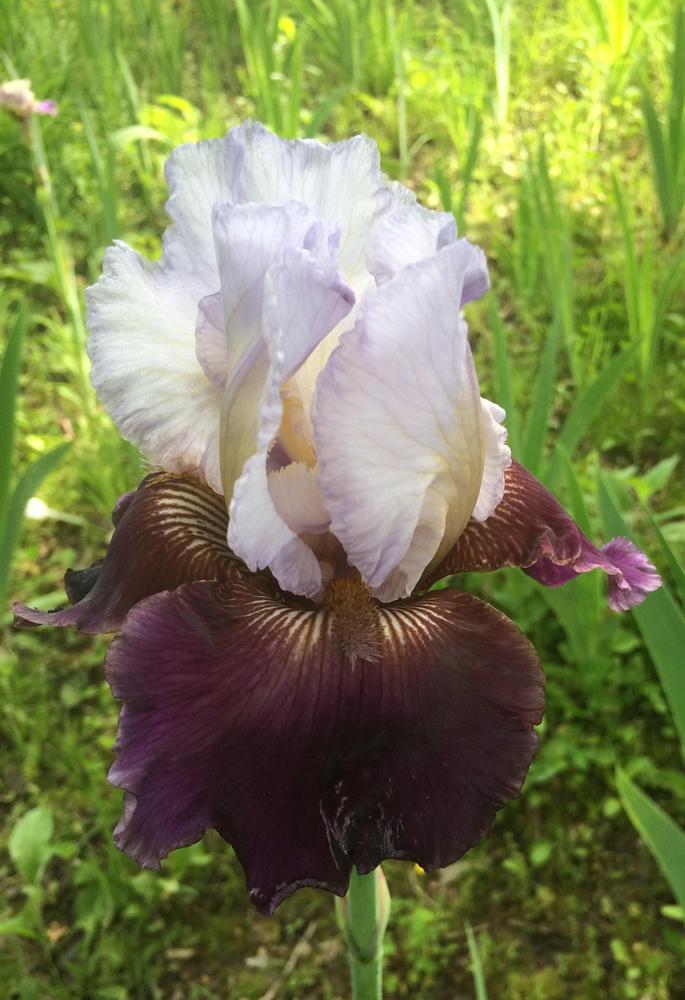 Photo of the bloom of Tall Bearded Iris (Iris 'Coming Storm') posted by ...