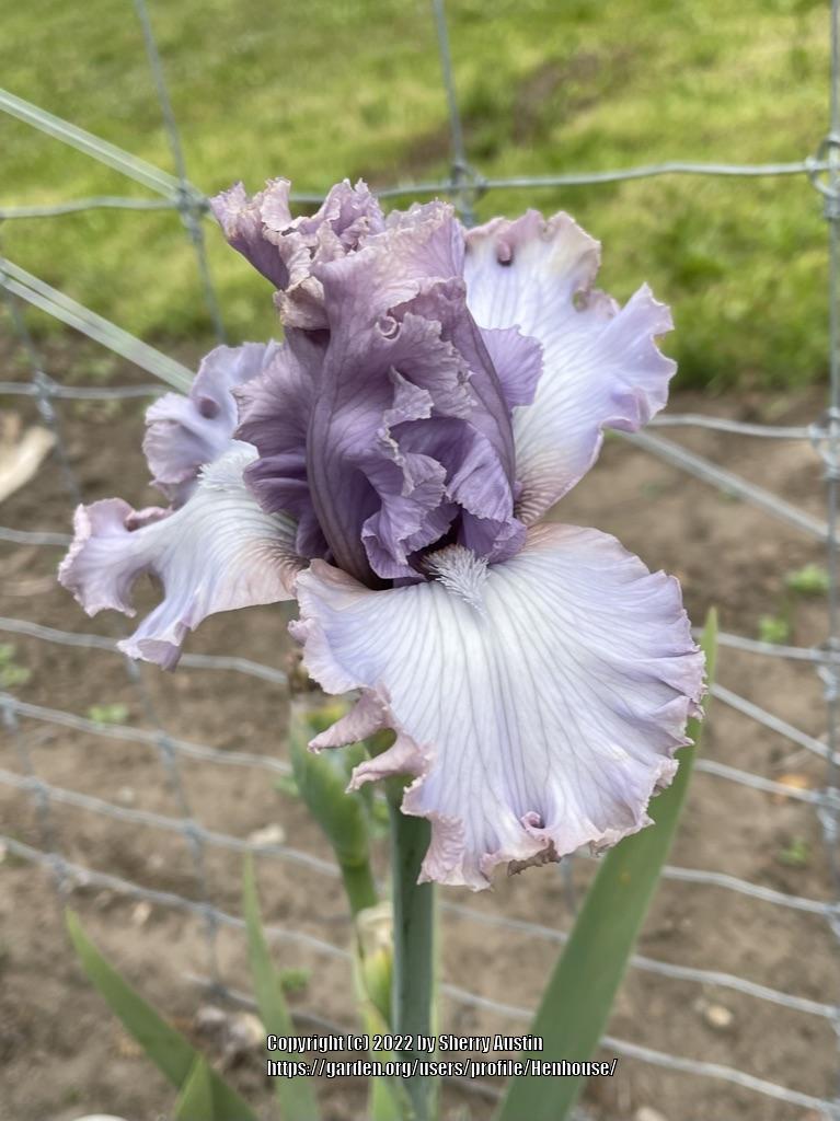 Photo of the bloom of Tall Bearded Iris (Iris 'I Like Pretty Things ...