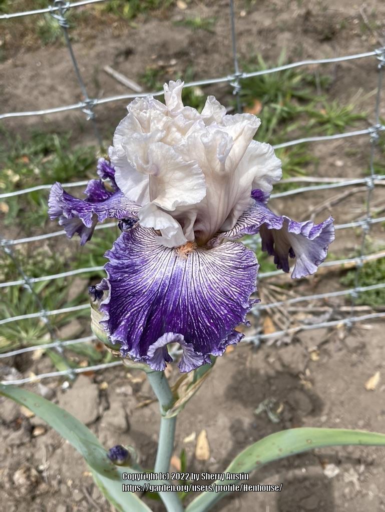 Tall Bearded Iris (Iris 'Boston Harbor') in the Irises Database - Garden.org