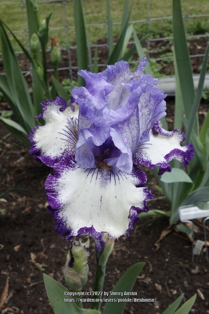 Tall Bearded Iris (Iris 'Instant Message') in the Irises Database ...