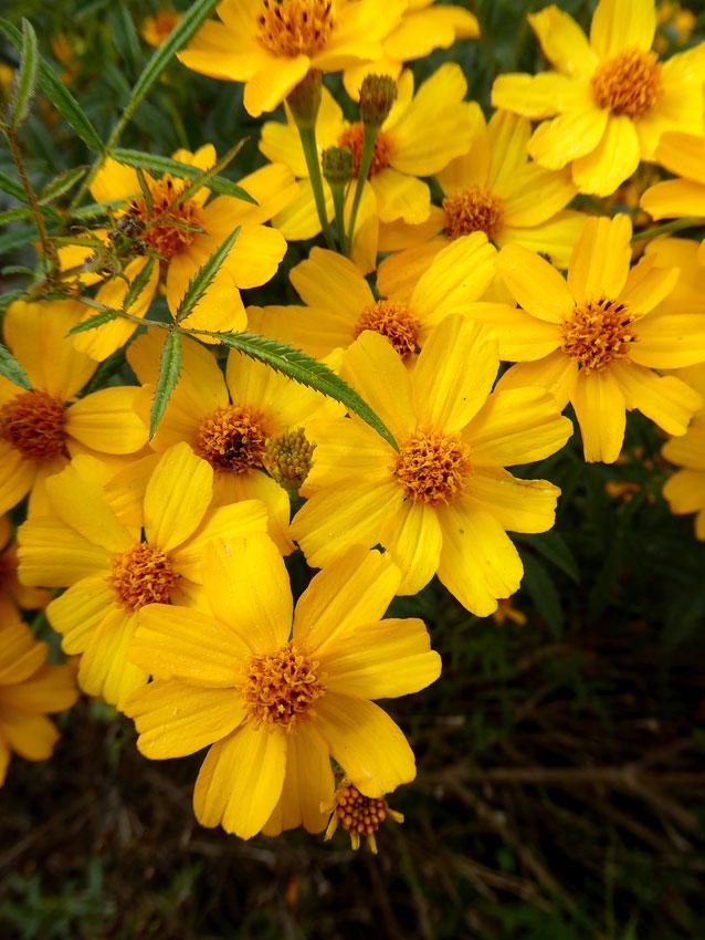 Photo of the bloom of Copper Canyon Daisy (Tagetes lemmonii) posted by ...