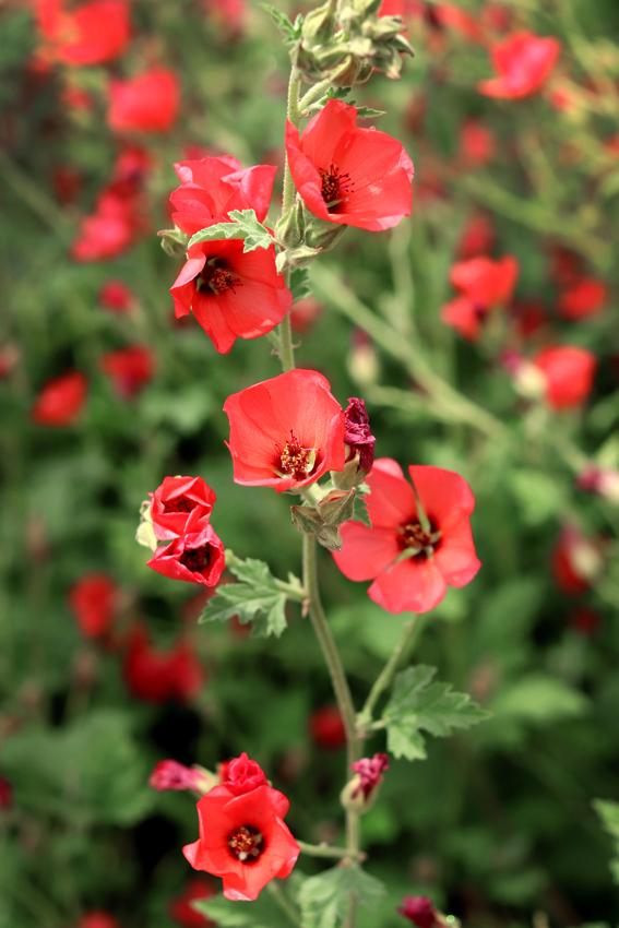 Photo of the bloom of Globe Mallow (Sphaeralcea 'Newleaze Coral ...
