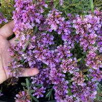 Photo of the bloom of Gray Creeping Germander (Teucrium aroanium ...