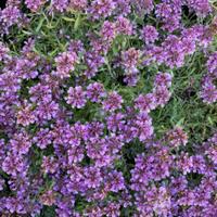 Photo of the entire plant of Gray Creeping Germander (Teucrium aroanium ...