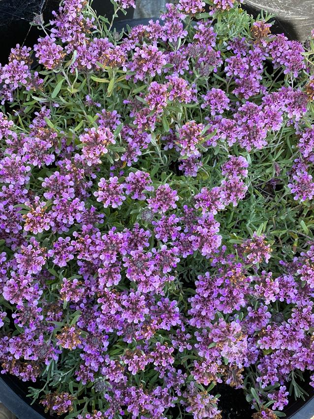 Photo of the entire plant of Gray Creeping Germander (Teucrium aroanium ...
