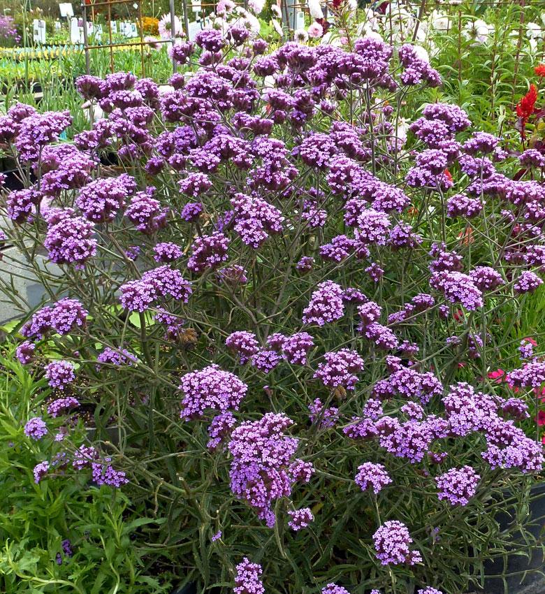 Photo of the entire plant of Tall Verbena (Verbena bonariensis ...