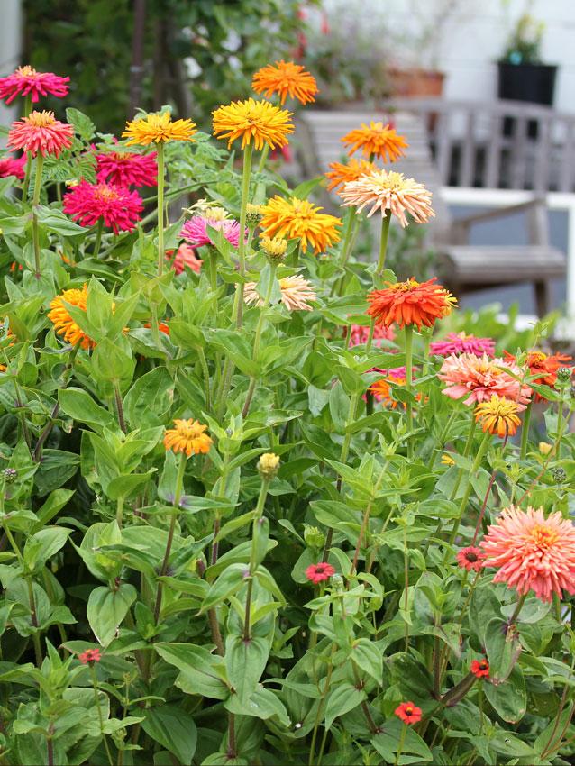 Photo of the entire plant of Cactus-flowered Zinnia (Zinnia elegans ...