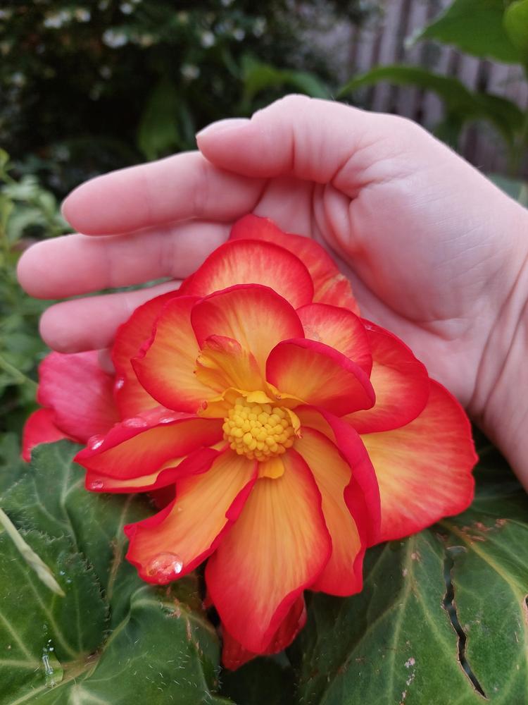 Photo of the bloom of Roseform Begonia (Begonia x tuberhybrida 'Picotee ...