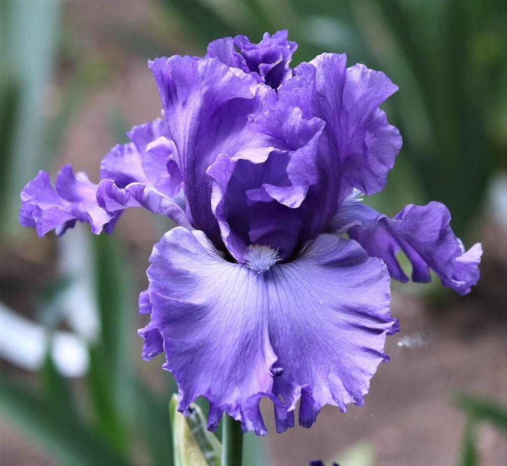 Photo of the bloom of Tall Bearded Iris (Iris 'Lavender Lemonade ...