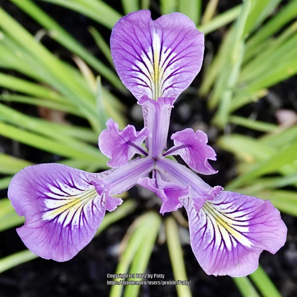 Species Iris (Iris tenax) in the Irises Database - Garden.org