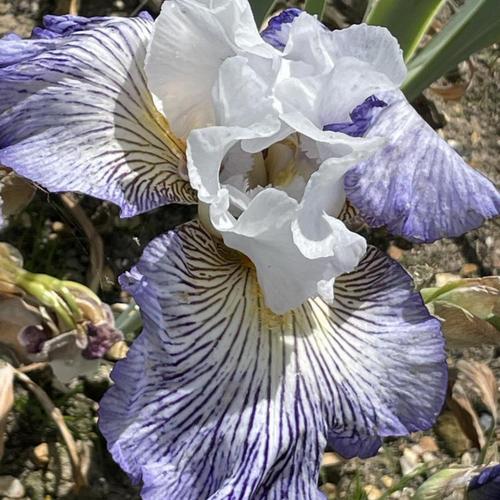 Tall Bearded Iris (Iris 'Zébre Bleu') in the Irises Database - Garden.org