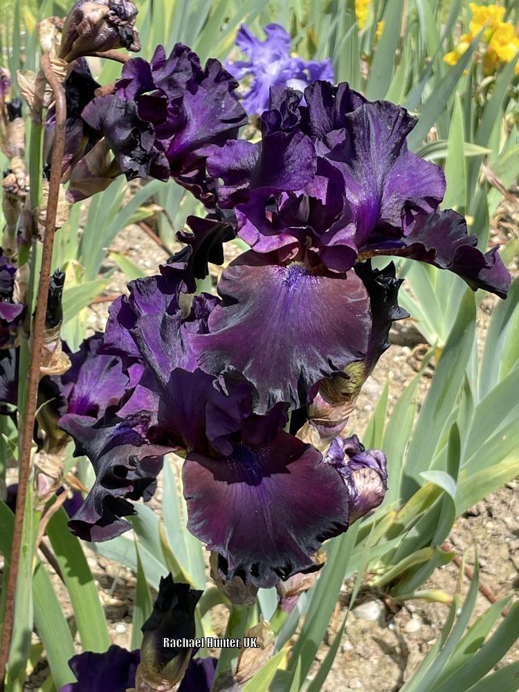 Photo of the bloom of Tall Bearded Iris (Iris 'Night Stalker') posted ...