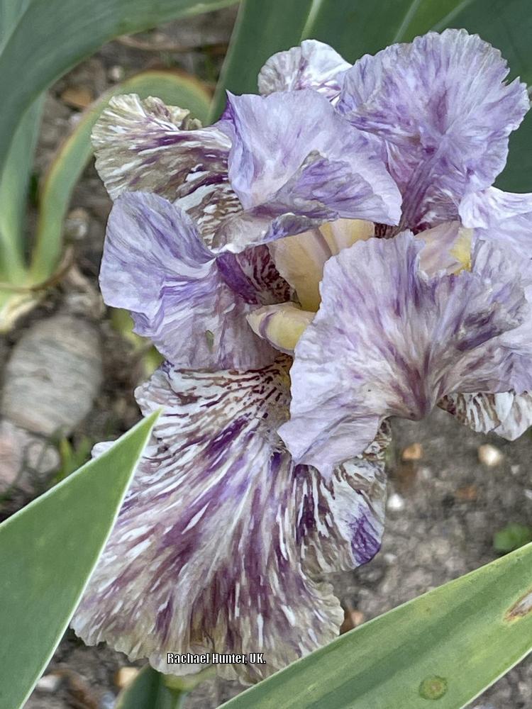 Photo of the bloom of Tall Bearded Iris (Iris 'Python'z Parasol ...