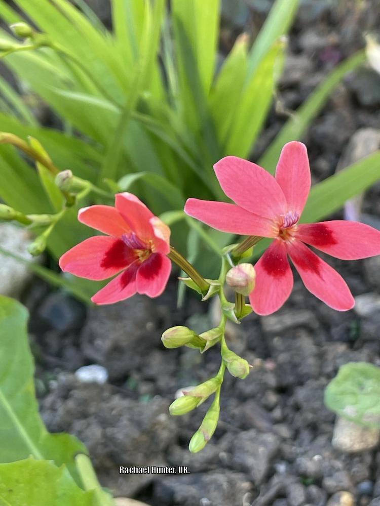 False Freesia (Freesia laxa 'Sunset Boulevard') in the Freesias ...