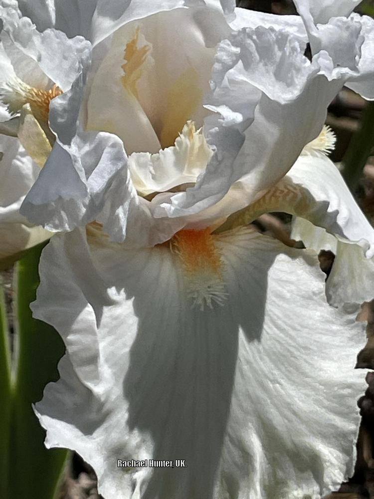 Photo of the bloom of Tall Bearded Iris (Iris 'Bride's Blush') posted ...