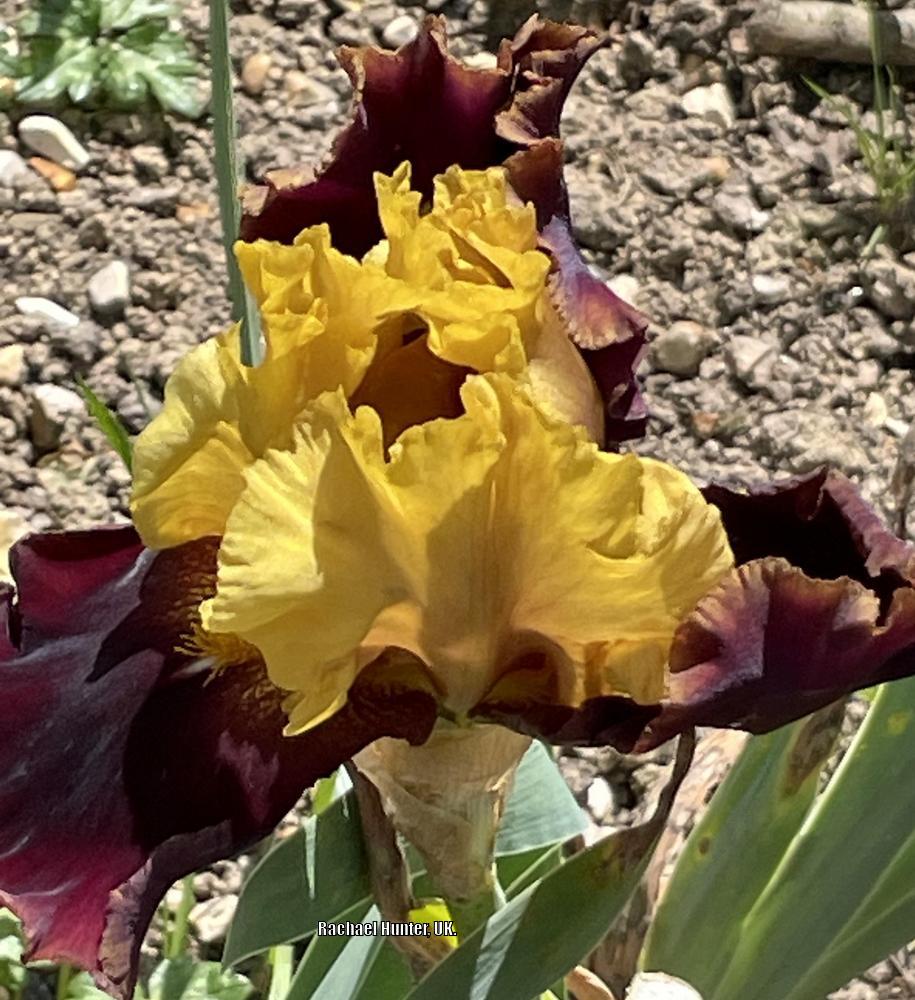 Photo of the bloom of Tall Bearded Iris (Iris 'Bold Encounter') posted ...
