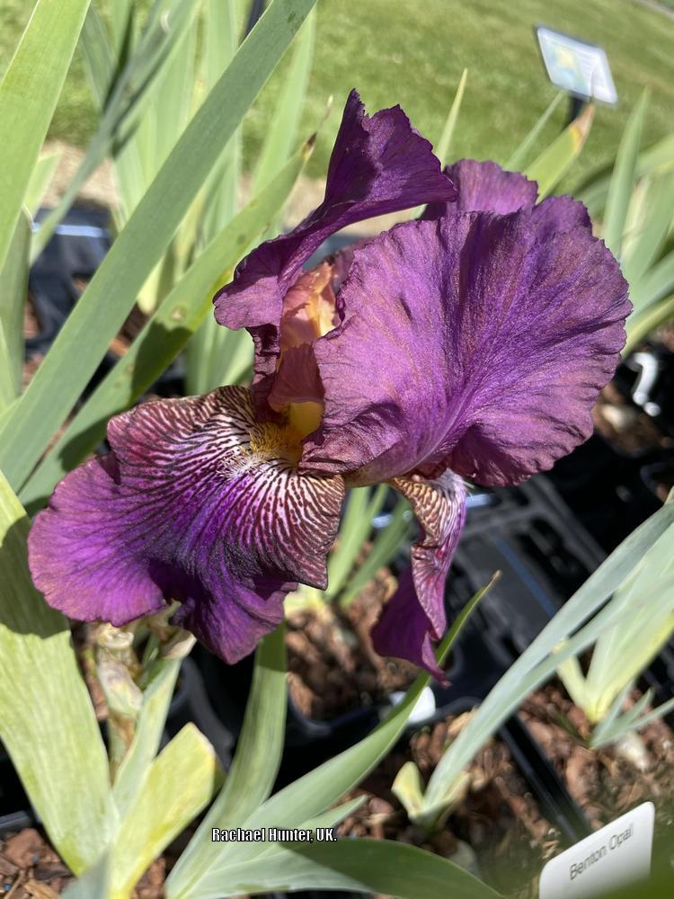 Photo of the bloom of Tall Bearded Iris (Iris 'Benton Menace') posted ...