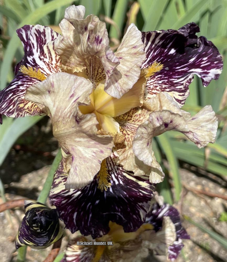 Photo of the bloom of Tall Bearded Iris (Iris 'Grape Snakez') posted by ...