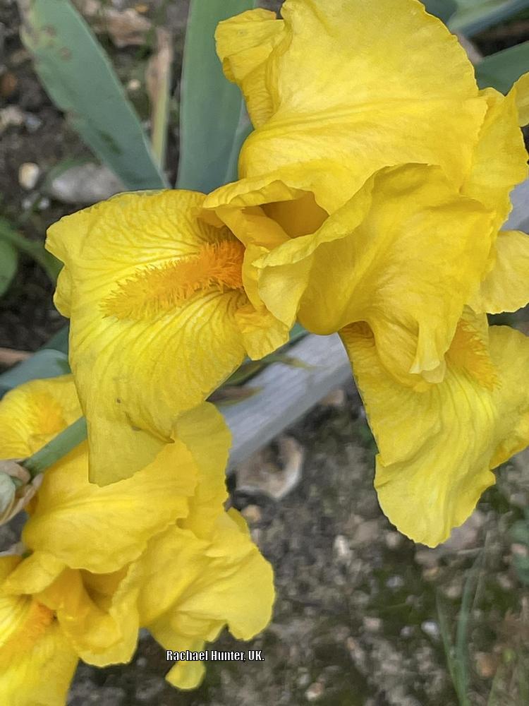 Photo of the bloom of Tall Bearded Iris (Iris 'October Sun') posted by ...