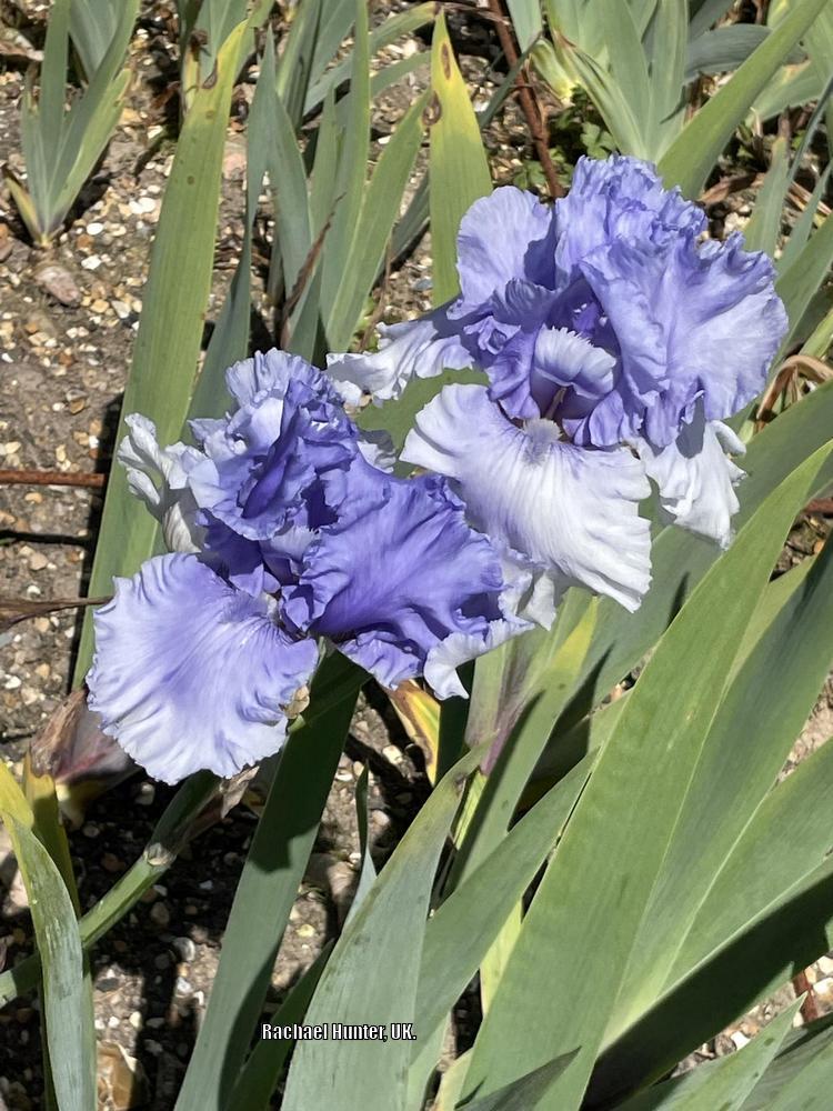 Photo of the bloom of Tall Bearded Iris (Iris 'Cascade Springs') posted ...