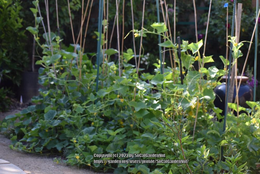 2022 Melon Thread in the Vegetables and Fruit forum - Garden.org