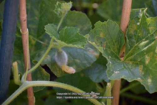 2022 Melon Thread in the Vegetables and Fruit forum - Garden.org
