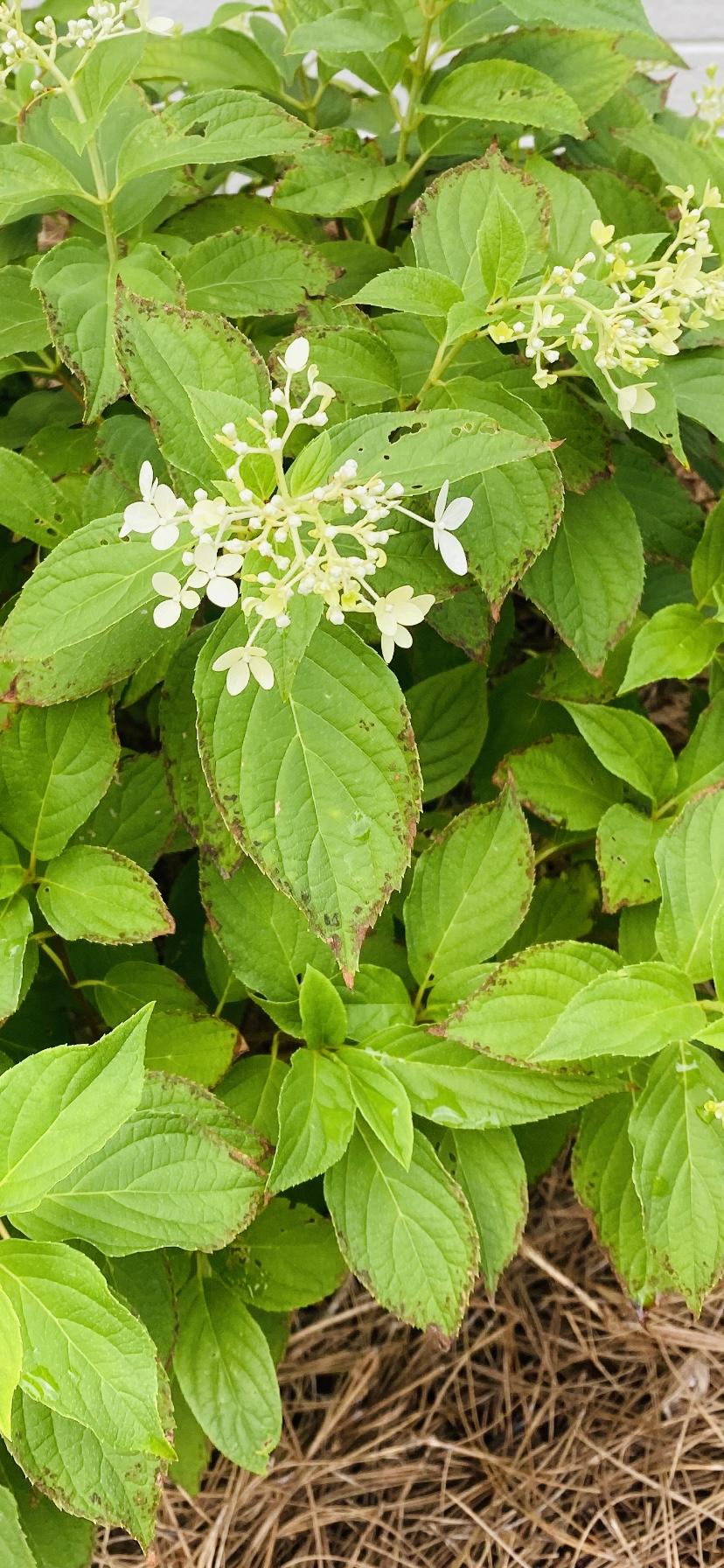 Holes and rusty rim on leaves in the Hydrangeas forum - Garden.org
